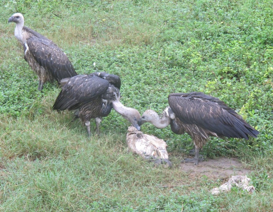 The latest from Changa Manga Breeding Centre - Hawk Conservancy Trust ...