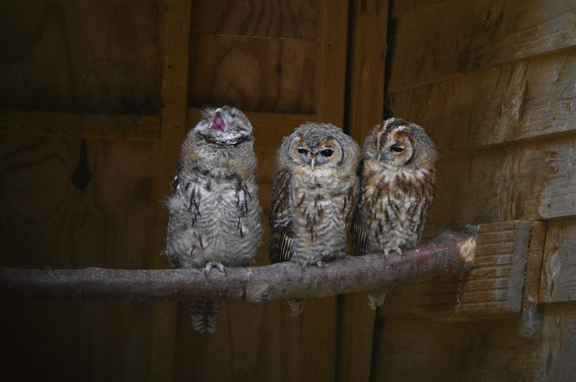 Celebrating Owl Awareness Day - Hawk Conservancy Trust - Hawk ...