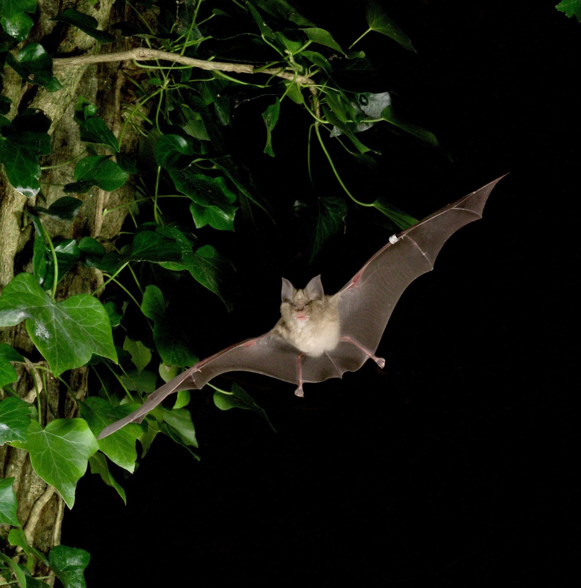 Nature's a Hoot Episode 18 - Bats! - Hawk Conservancy Trust - Hawk ...