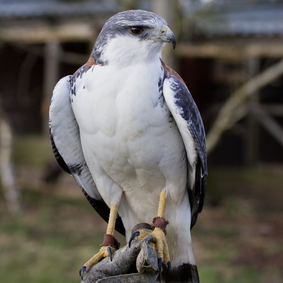 Working with Variable Hawks - Hawk Conservancy Trust - Hawk Conservancy ...
