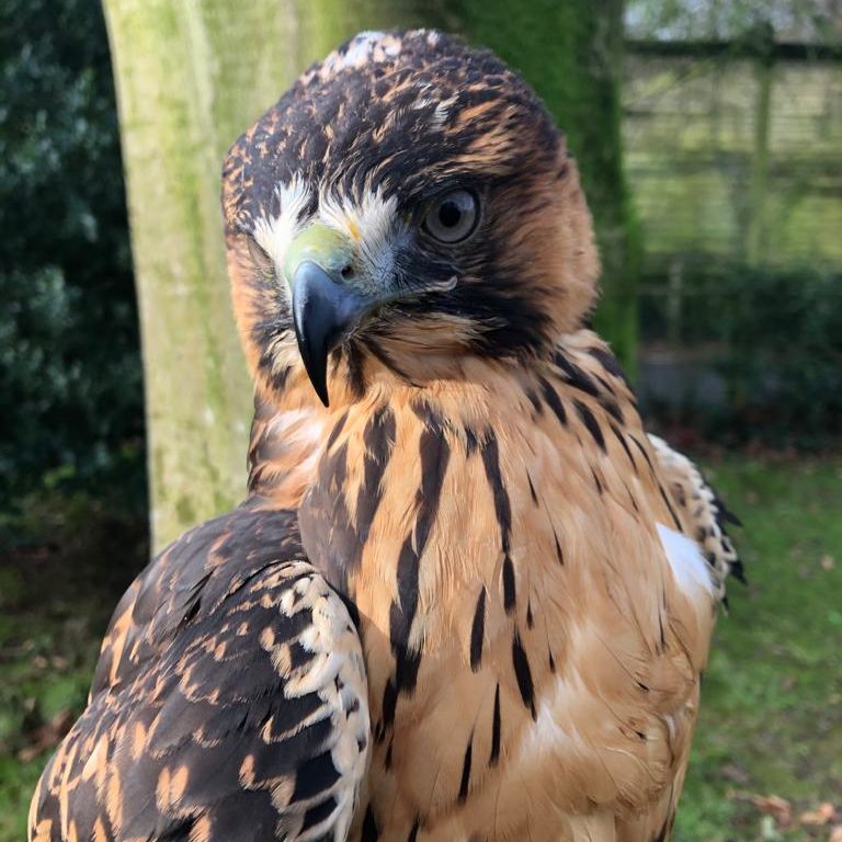 Working with Variable Hawks - Hawk Conservancy Trust - Hawk Conservancy Trust
