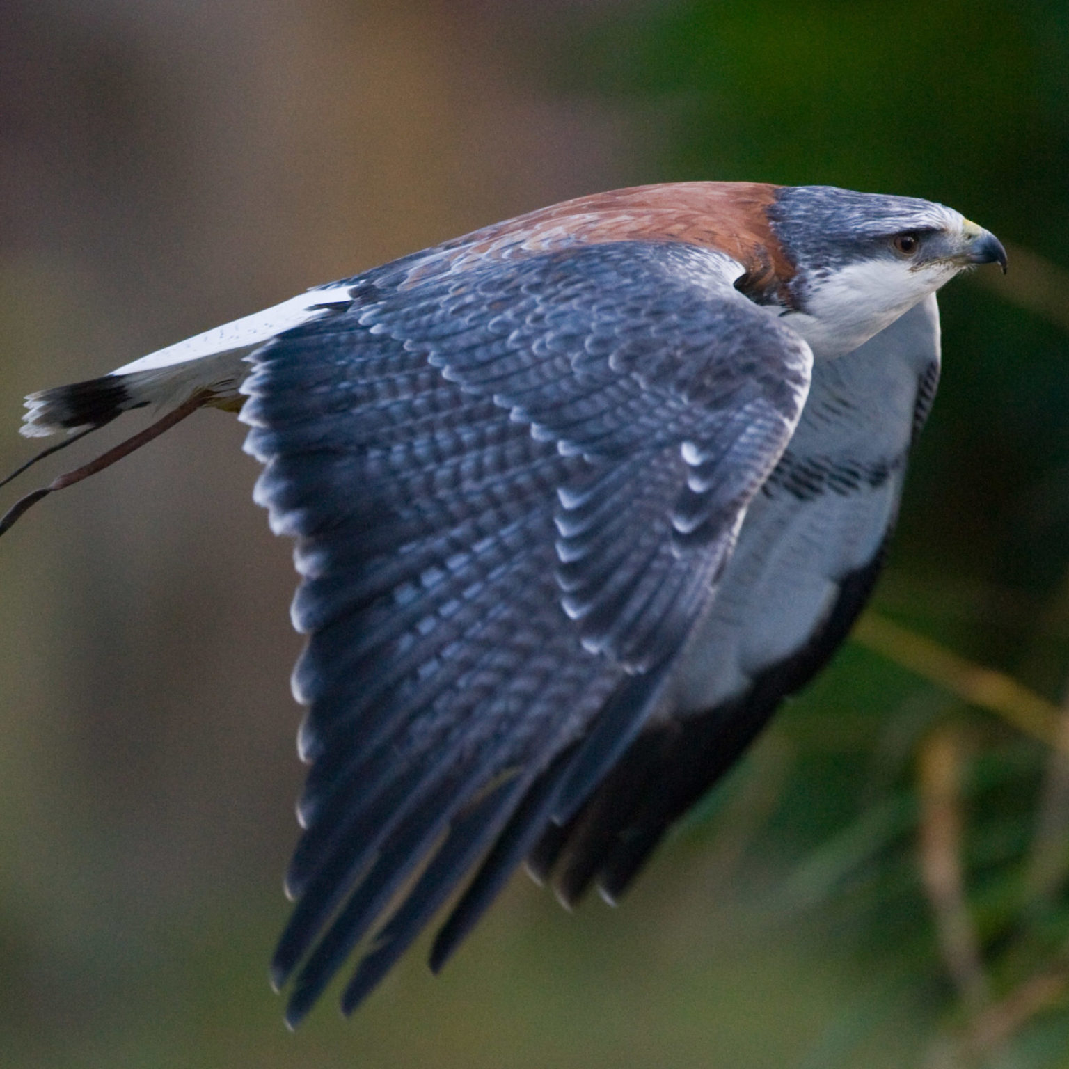 Working with Variable Hawks - Hawk Conservancy Trust - Hawk Conservancy Trust