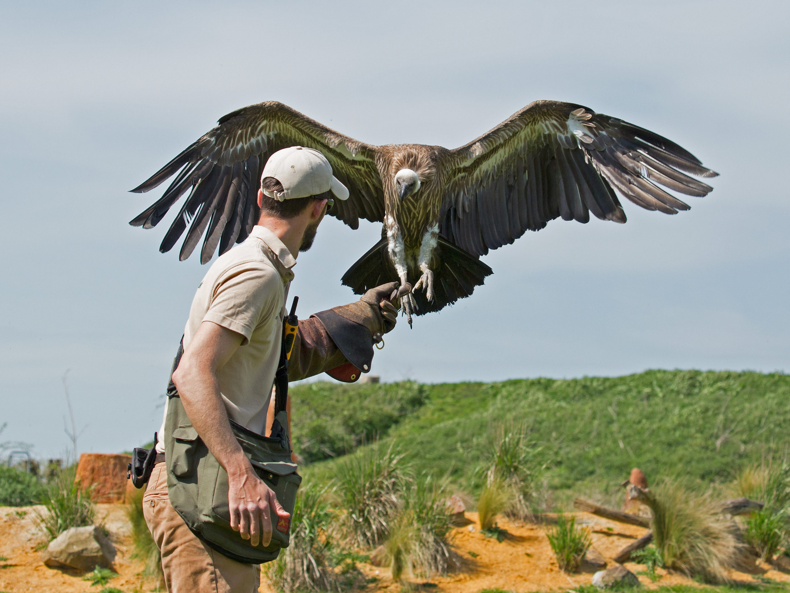 Vulture Breeding 101 - Hawk Conservancy Trust - Hawk Conservancy Trust