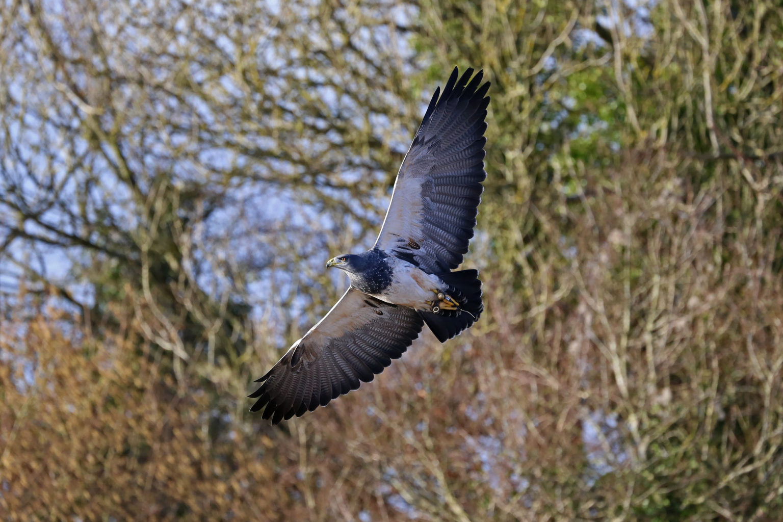Masters of the Sky: A brand new flying display - Hawk Conservancy Trust ...