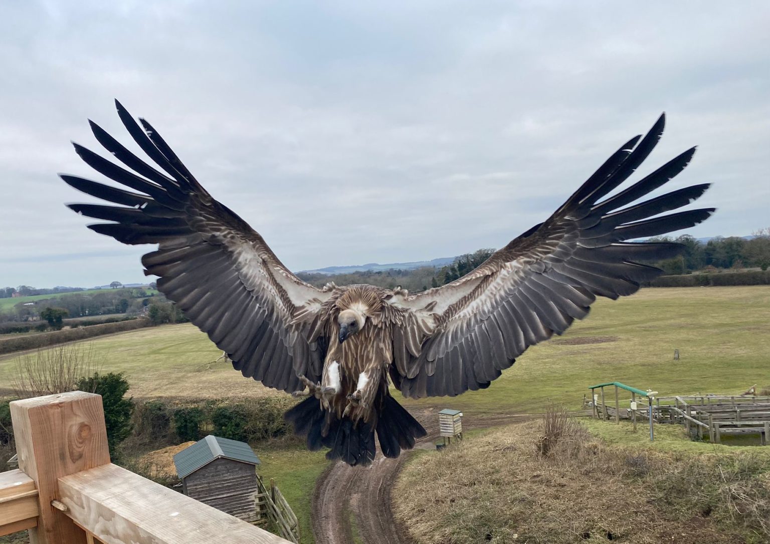 Masters of the Sky: A brand new flying display - Hawk Conservancy Trust ...