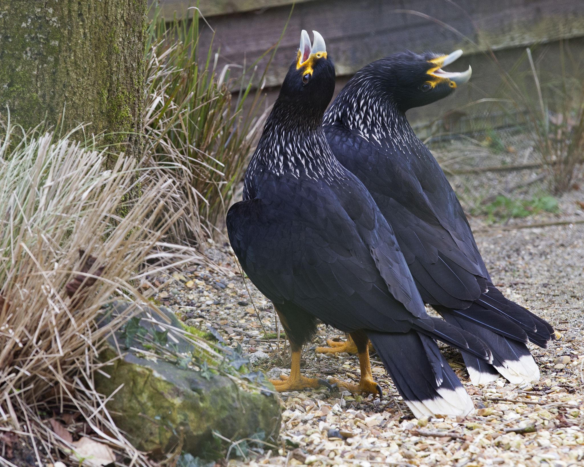 Catching up with Caracaras - Hawk Conservancy Trust - Hawk Conservancy ...