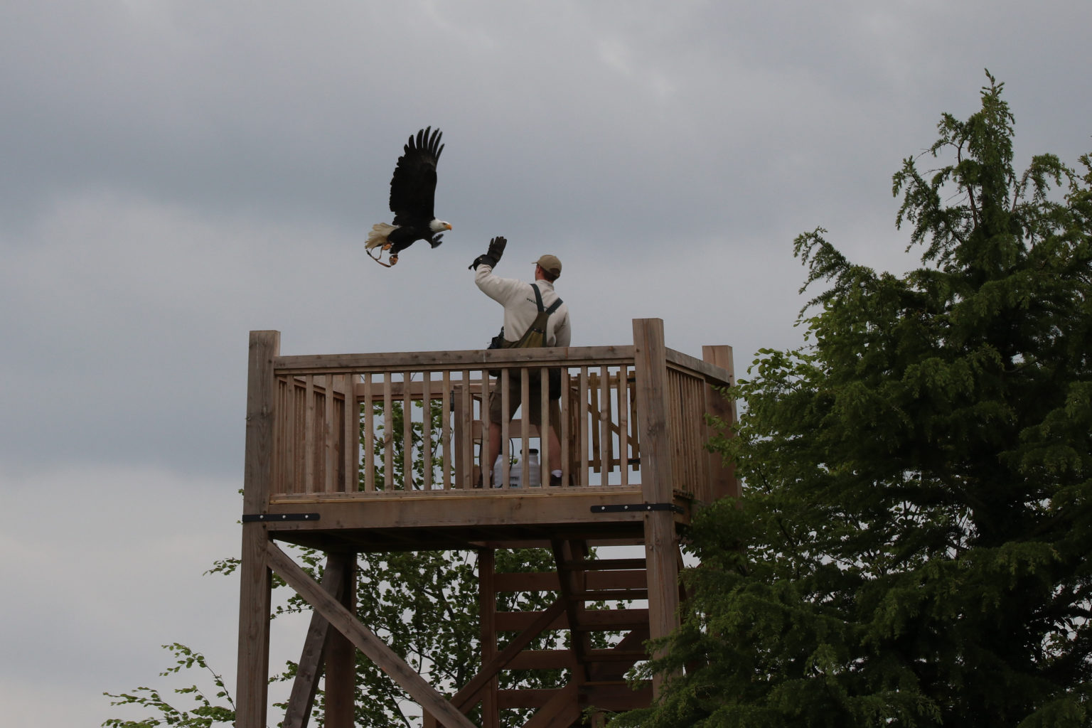 The makings of Masters of the Sky - Hawk Conservancy Trust - Hawk ...