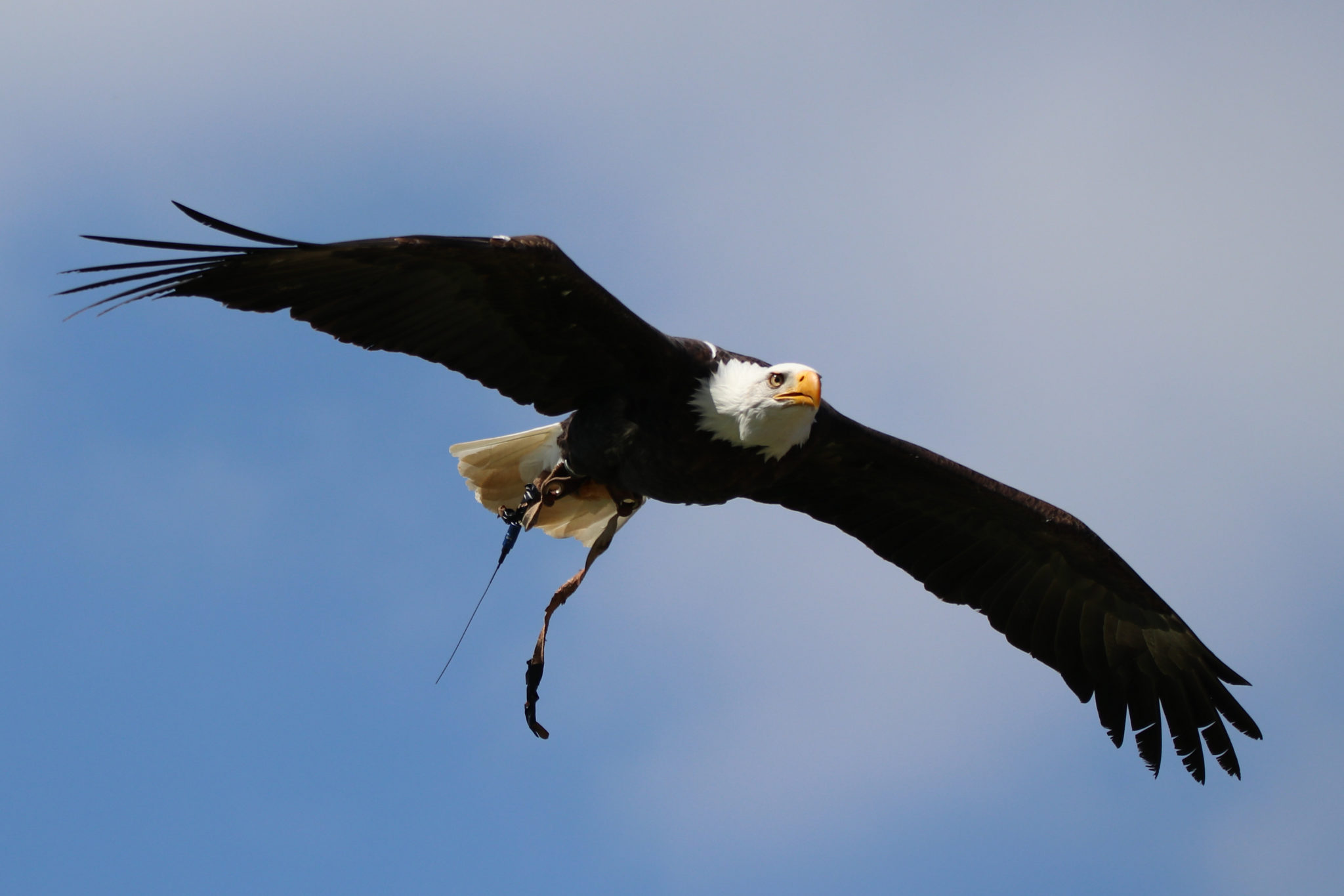 The makings of Masters of the Sky - Hawk Conservancy Trust - Hawk ...