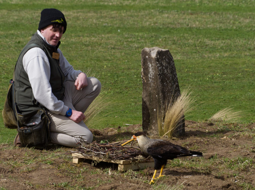The makings of Masters of the Sky - Hawk Conservancy Trust - Hawk ...
