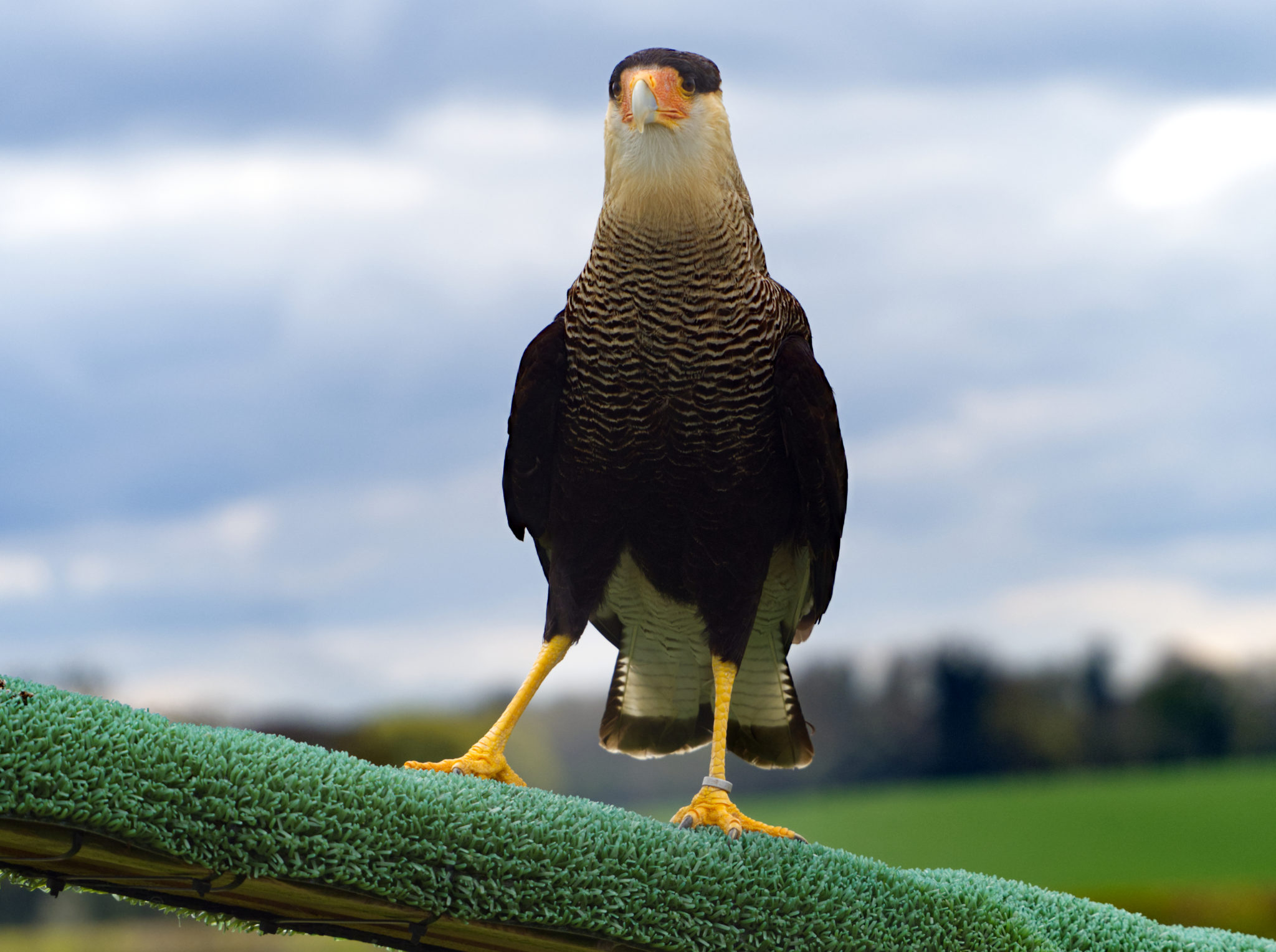The makings of Masters of the Sky - Hawk Conservancy Trust - Hawk ...