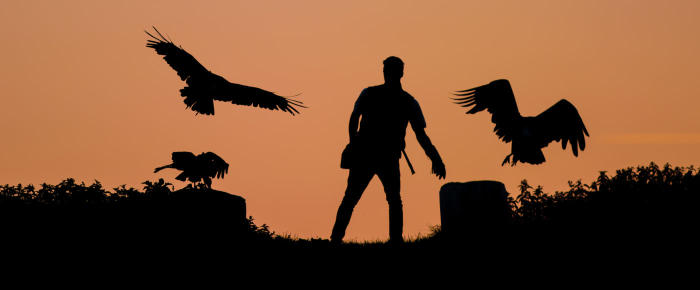 Wildlife day out in Hampshire, birds of prey conservation at the Hawk ...