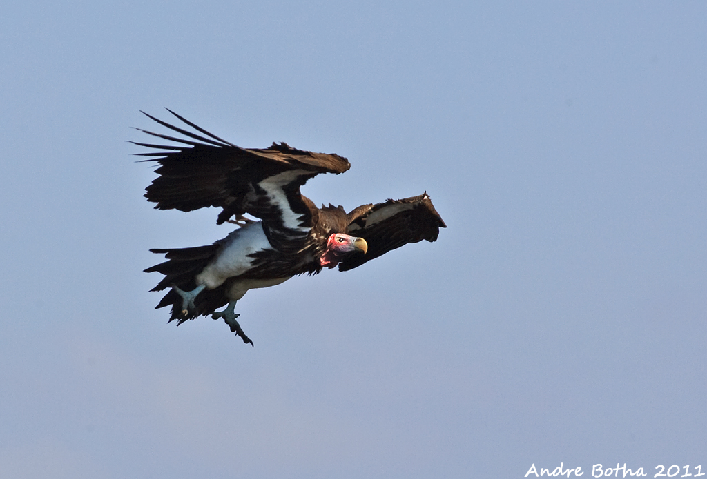Protecting and conserving Lappet-faced Vulture nests - Hawk Conservancy ...