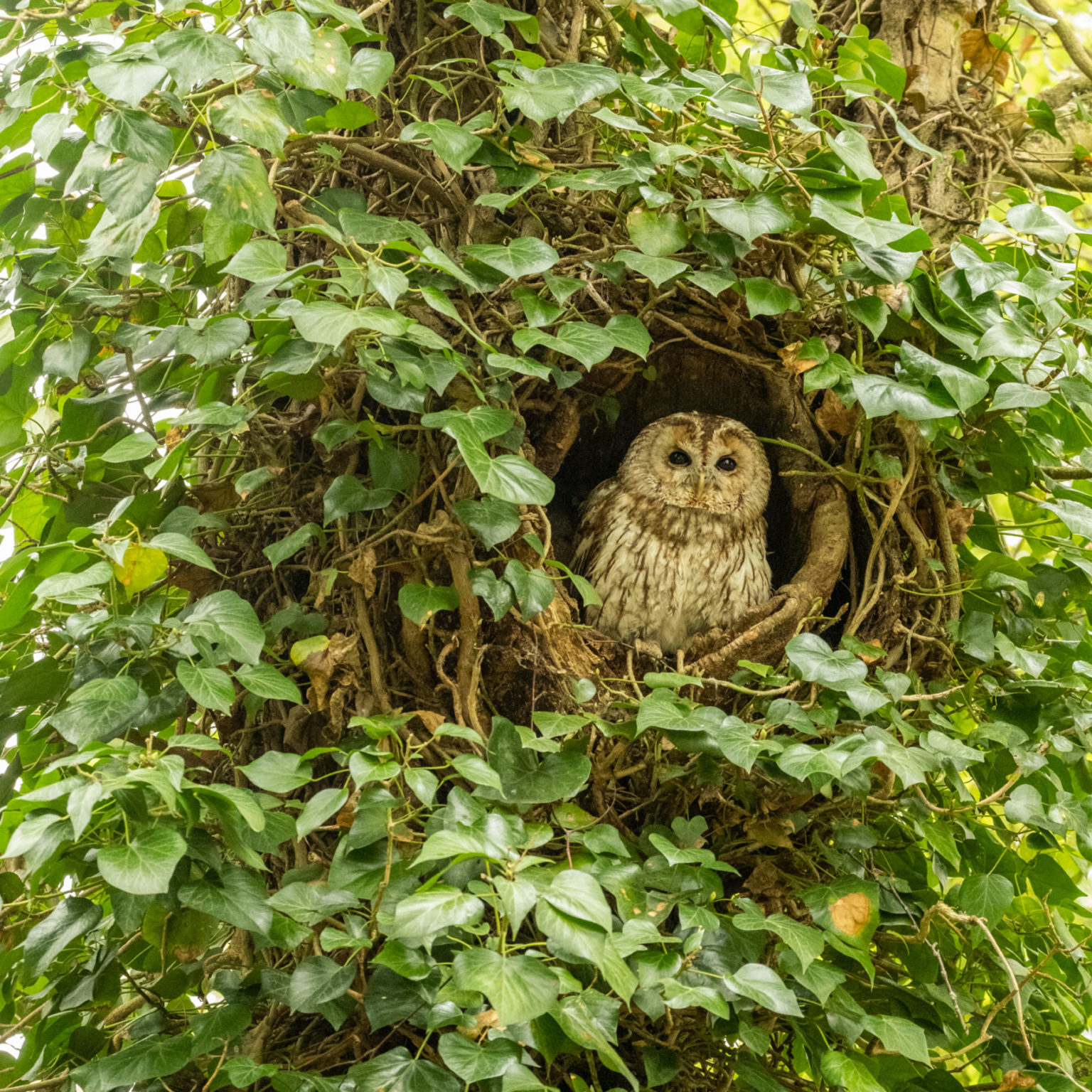 How you can help birds of prey - Hawk Conservancy Trust - Hawk ...