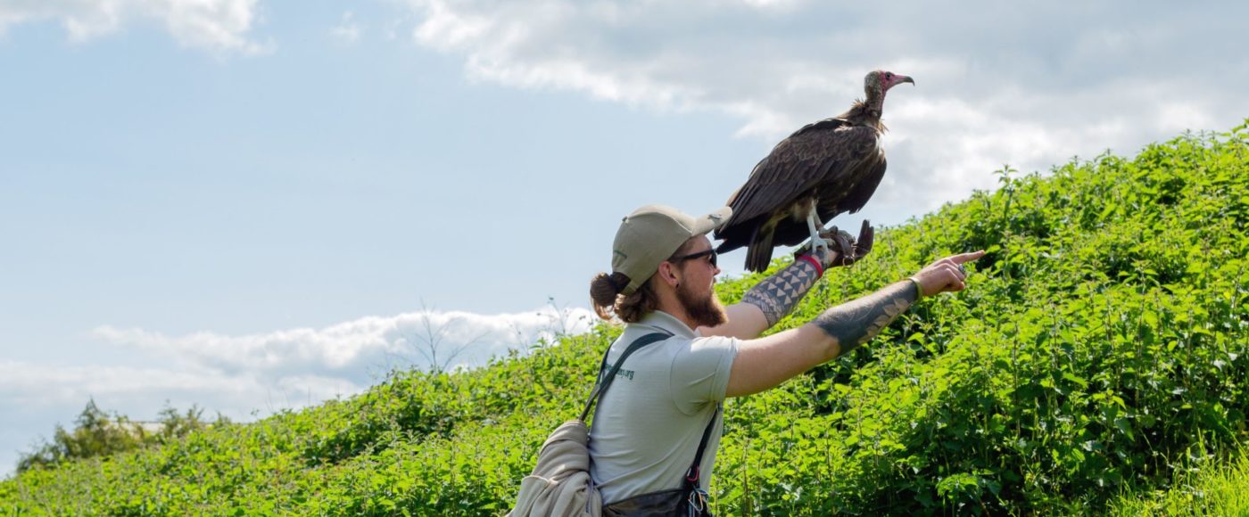 Wildlife day out in Hampshire, birds of prey conservation at the Hawk ...