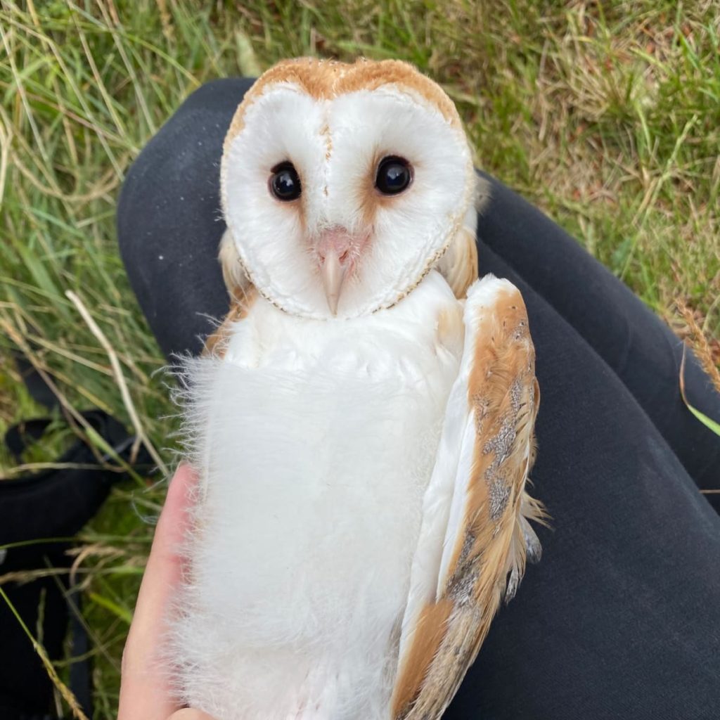 Supporting conservationists of the future! - Hawk Conservancy Trust ...