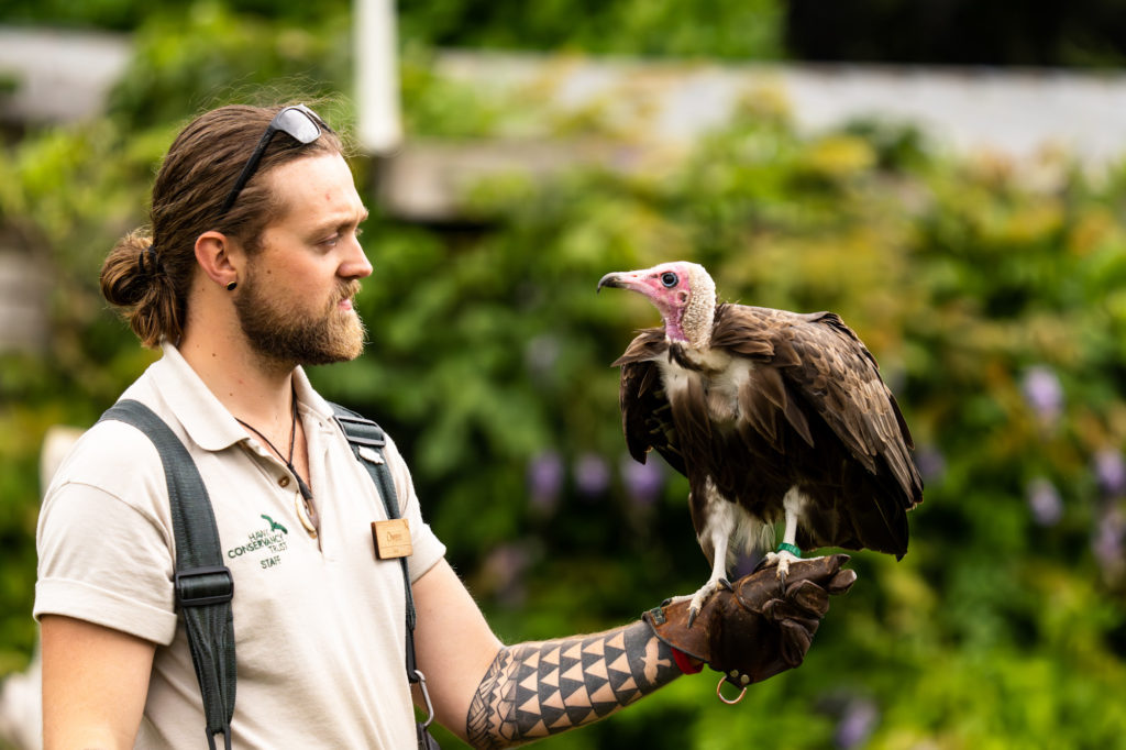 WIN a day with the Bird Team! - Hawk Conservancy Trust - Hawk ...