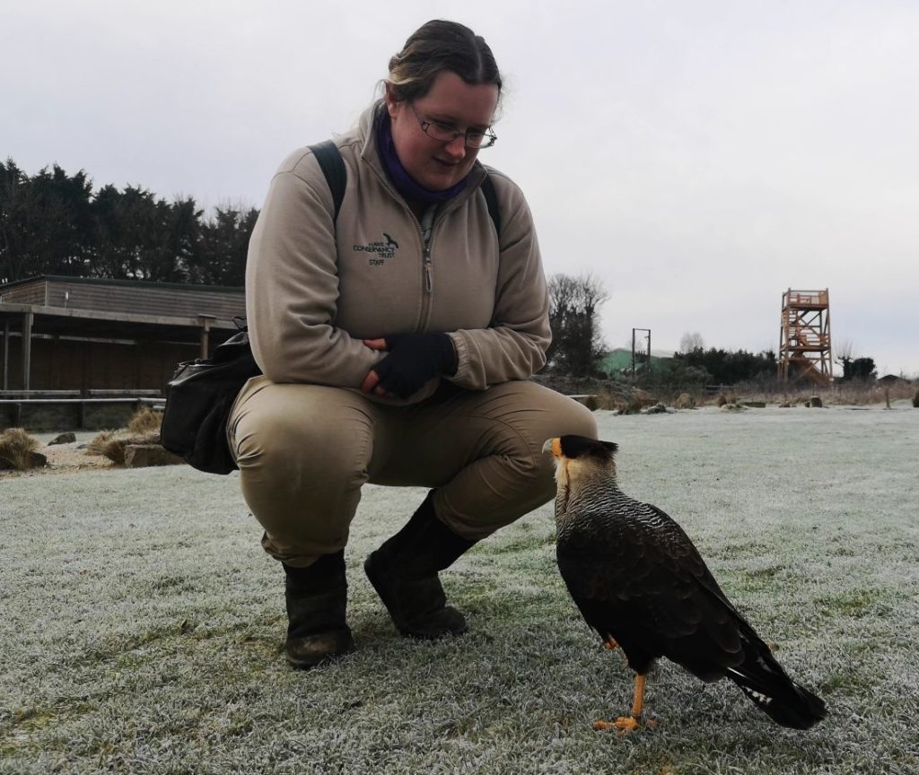 A busy winter behind the scenes with Katy! - Hawk Conservancy Trust ...