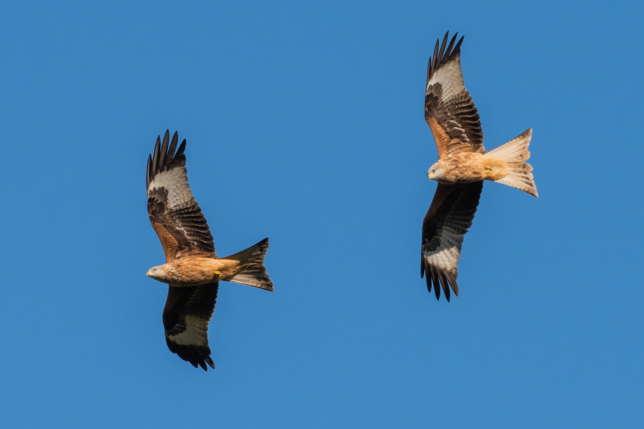 How you can help birds of prey - Hawk Conservancy Trust - Hawk ...