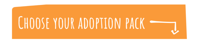 Adopt a Peregrine Falcon - Hawk Conservancy Trust - Hawk Conservancy Trust