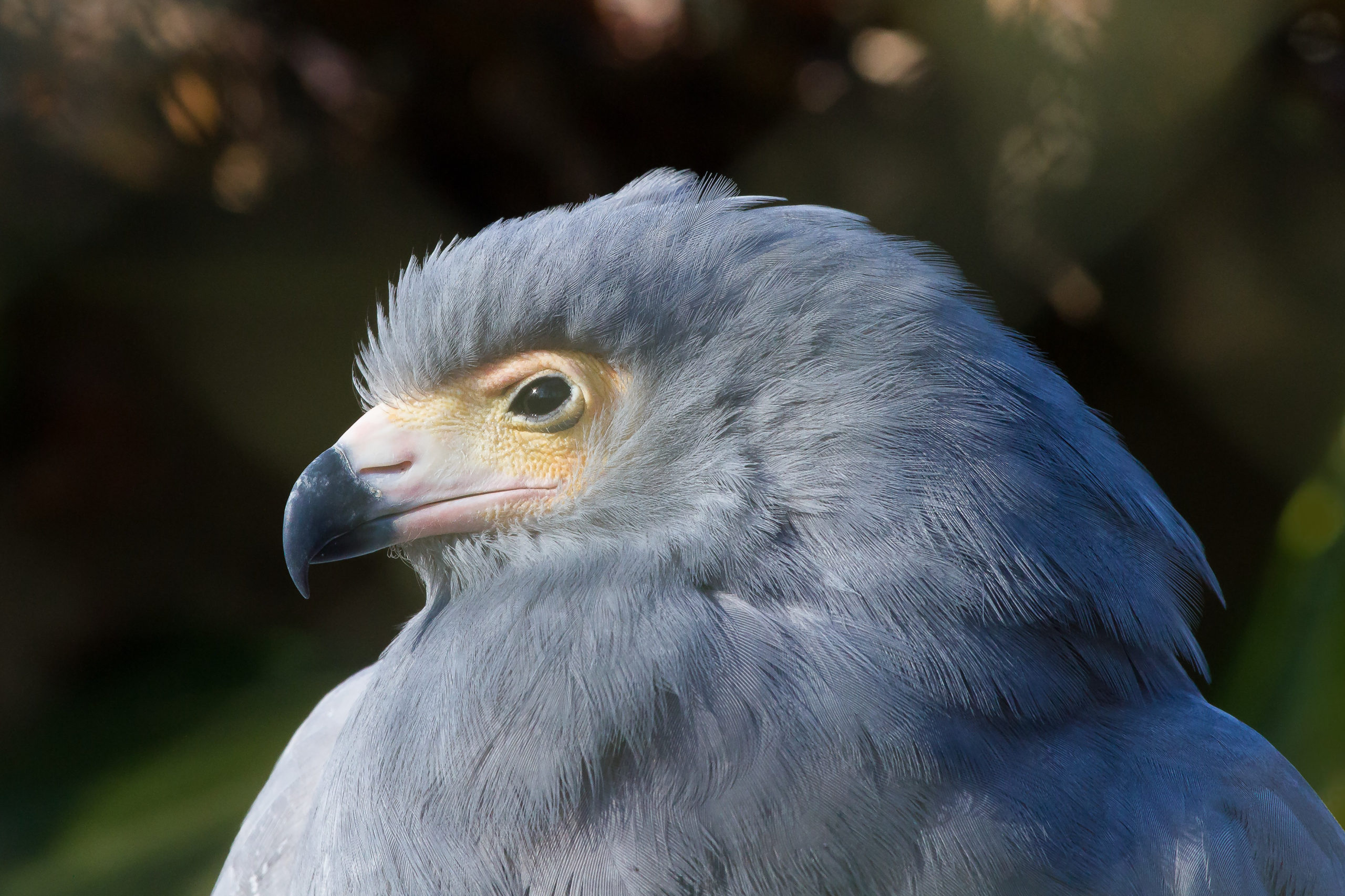 Eye to eye with African Harrier-Hawks - Hawk Conservancy Trust - Hawk Conservancy Trust