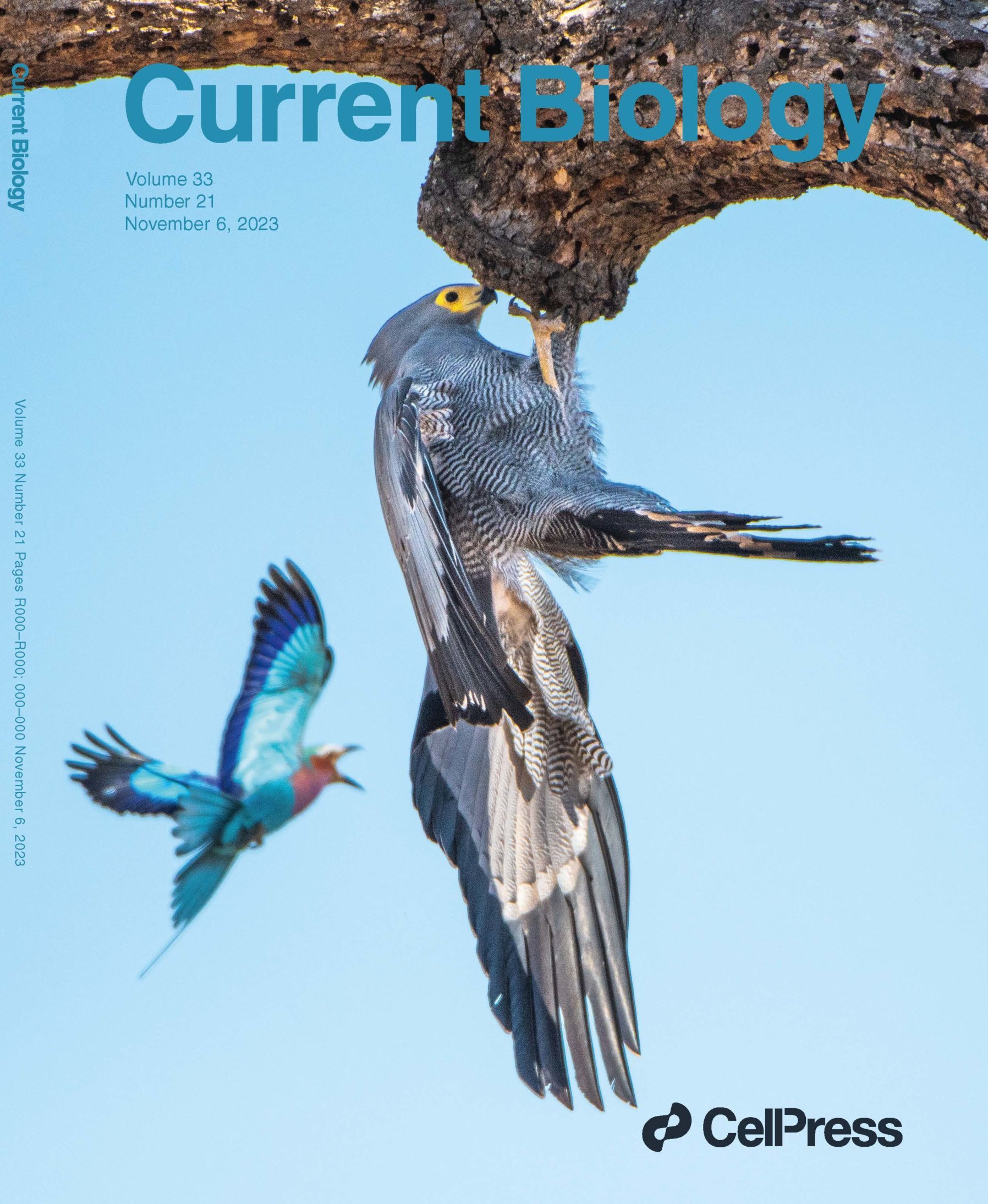 Eye to eye with African Harrier-Hawks - Hawk Conservancy Trust - Hawk ...