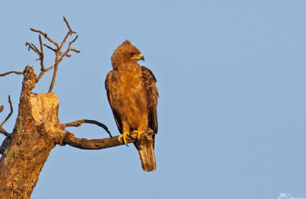 Wildlife day out in Hampshire, birds of prey conservation at the Hawk ...