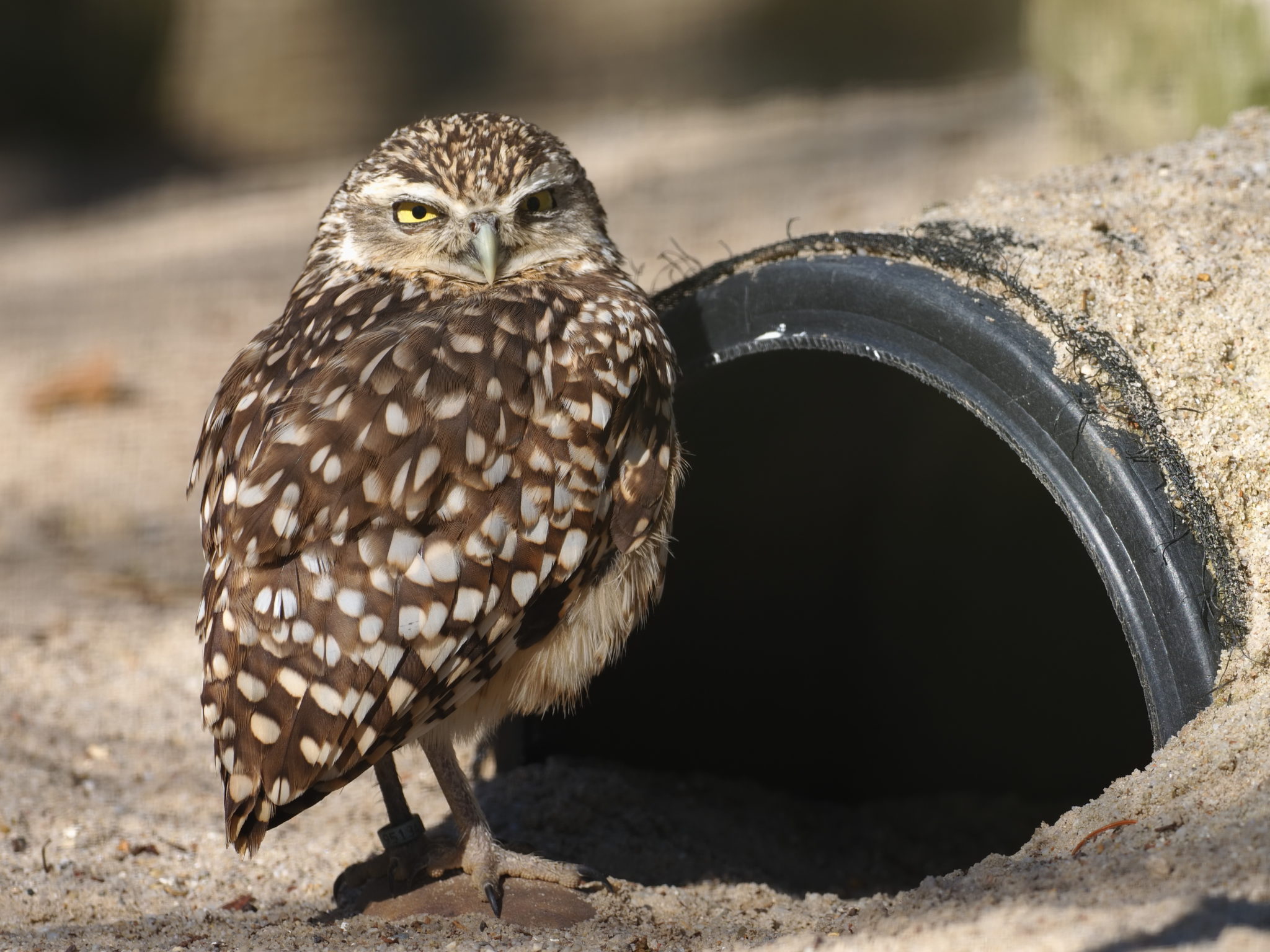 Burrowing Owl antics with Patrick! - Hawk Conservancy Trust - Hawk ...