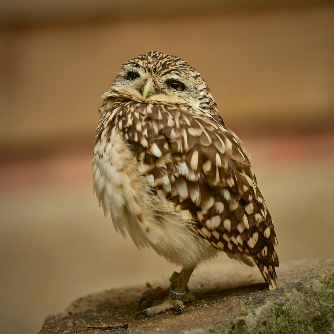 Burrowing Owl antics with Patrick! - Hawk Conservancy Trust - Hawk ...