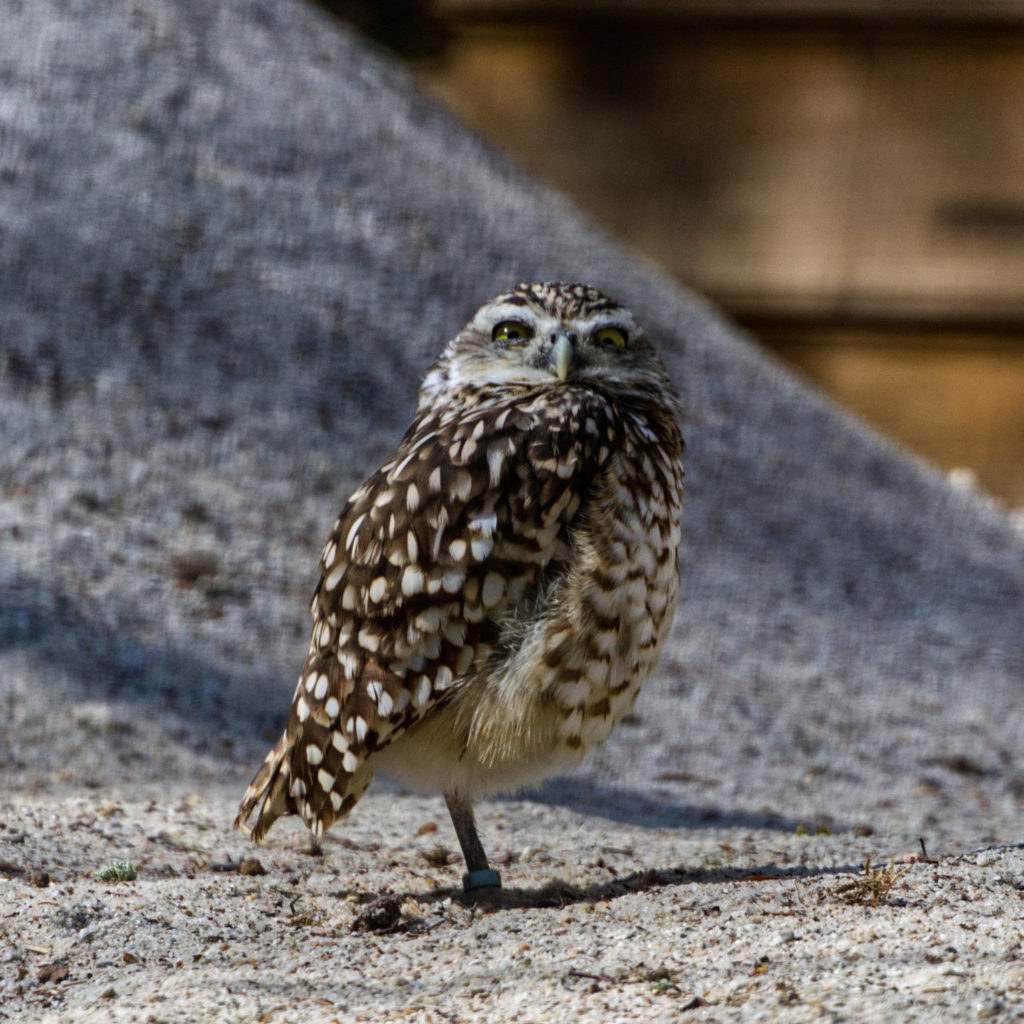 Burrowing Owl antics with Patrick! - Hawk Conservancy Trust - Hawk ...