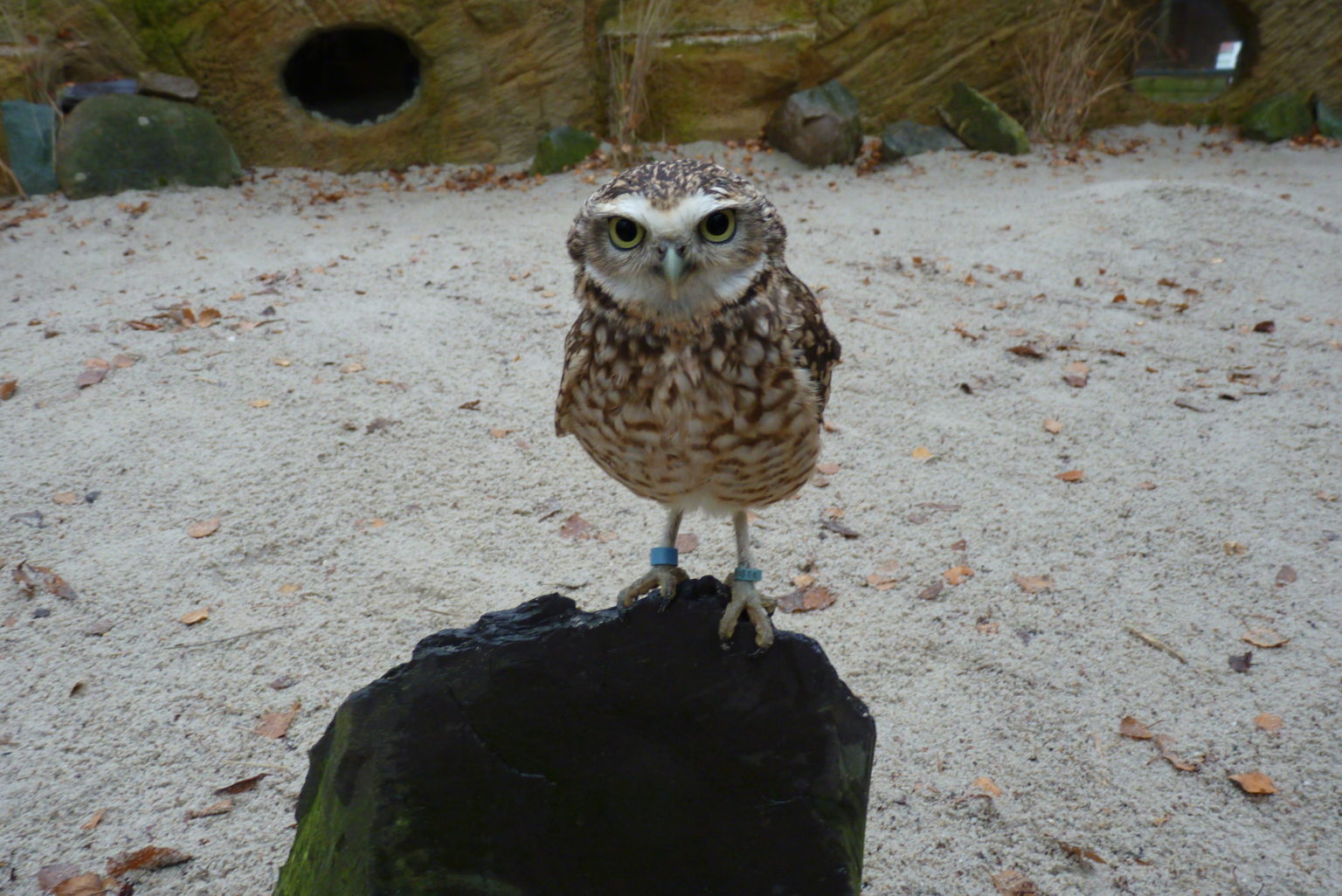 Burrowing Owl antics with Patrick! - Hawk Conservancy Trust - Hawk ...