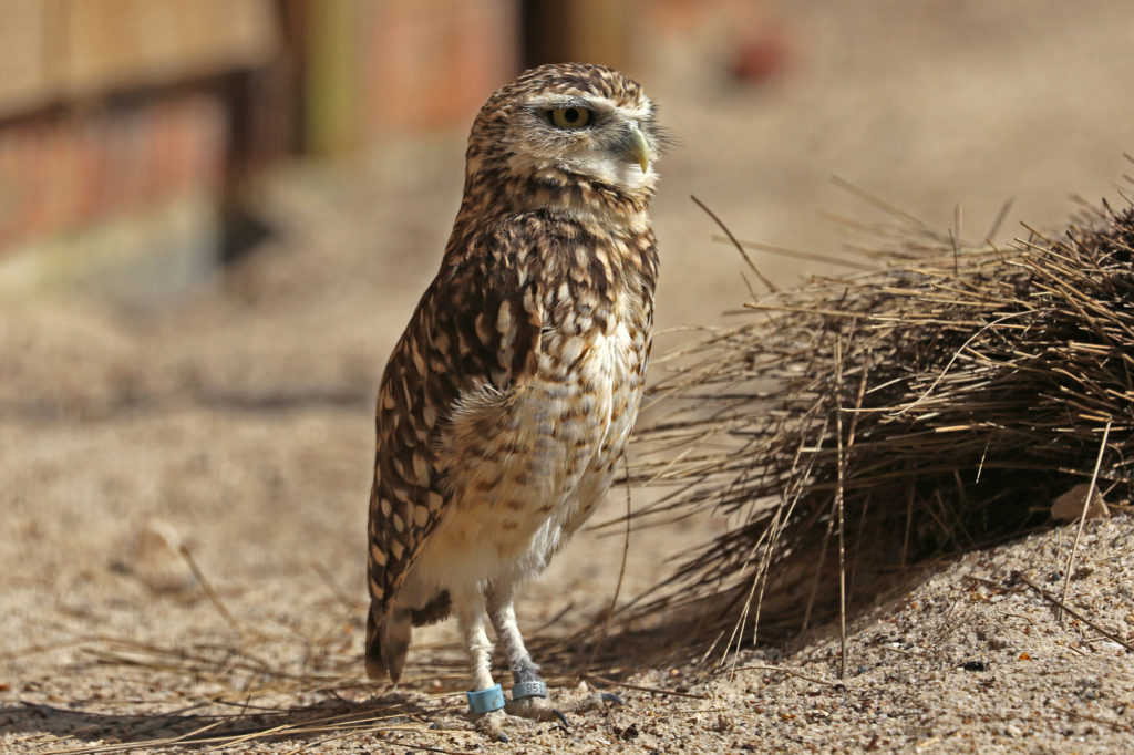 Burrowing Owl antics with Patrick! - Hawk Conservancy Trust - Hawk ...