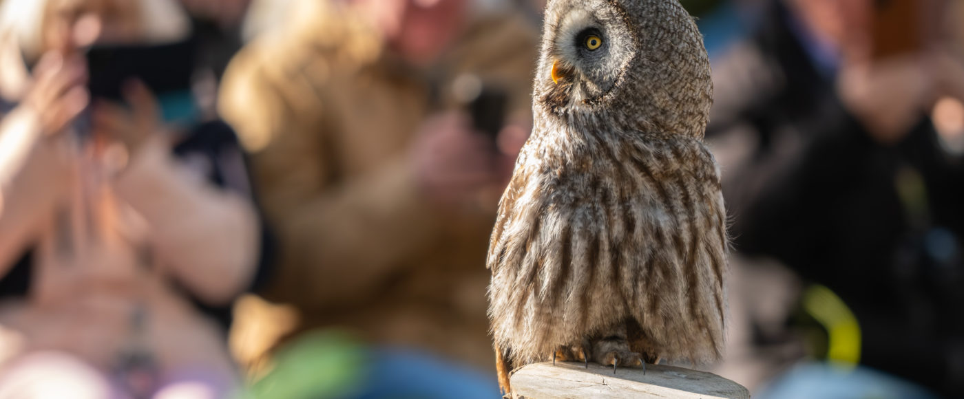Wildlife day out in Hampshire, birds of prey conservation at the Hawk ...
