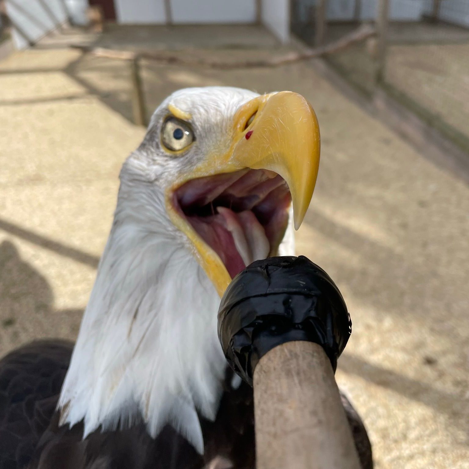 Teaching an old bird new tricks - Hawk Conservancy Trust - Hawk ...