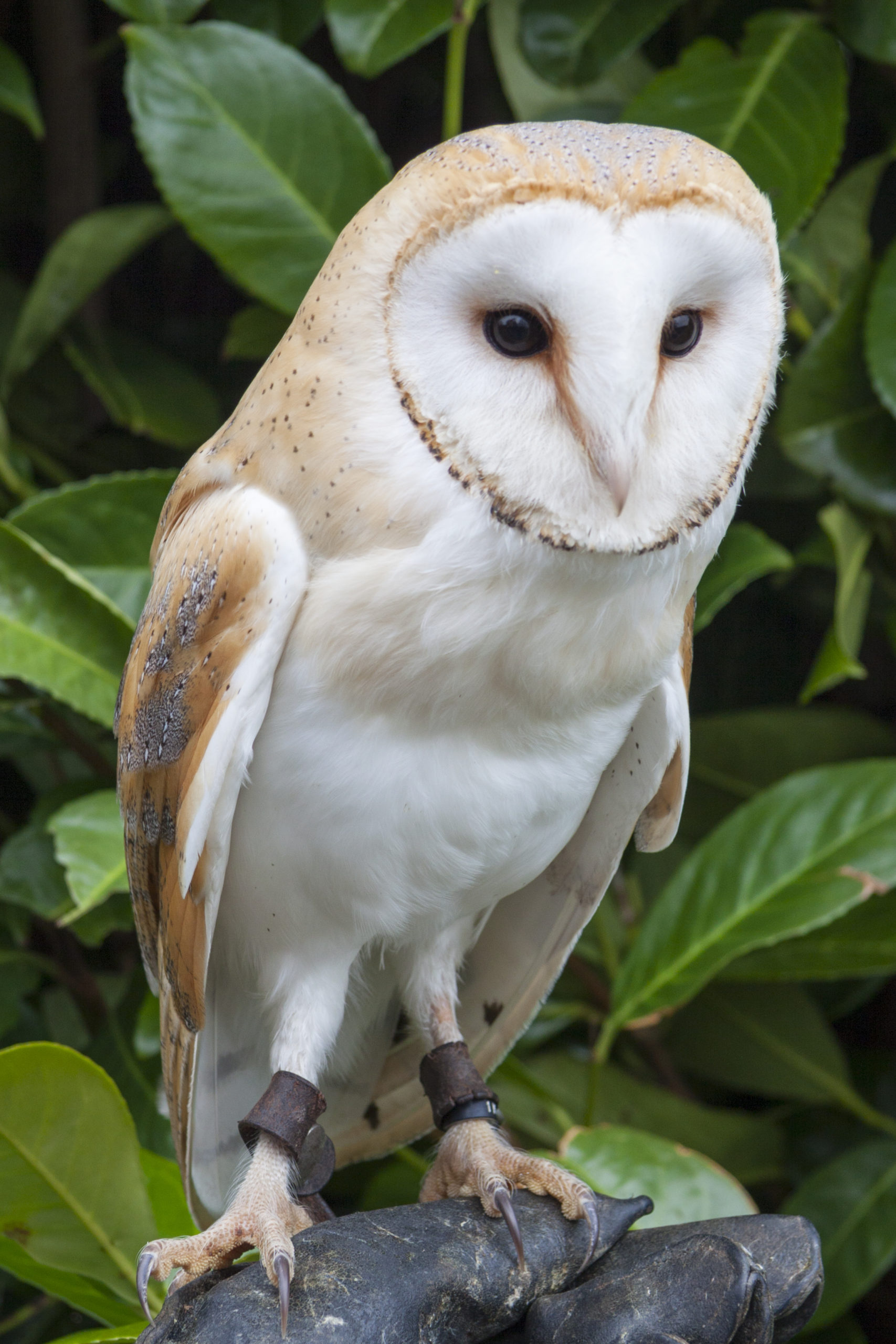 Goodbye Delta - Hawk Conservancy Trust - Hawk Conservancy Trust