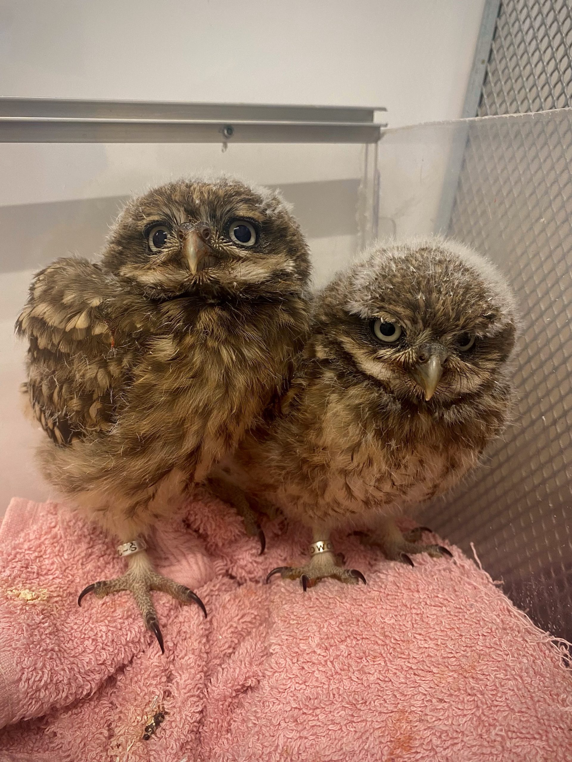 Rearing Little Owls - Hawk Conservancy Trust - Hawk Conservancy Trust