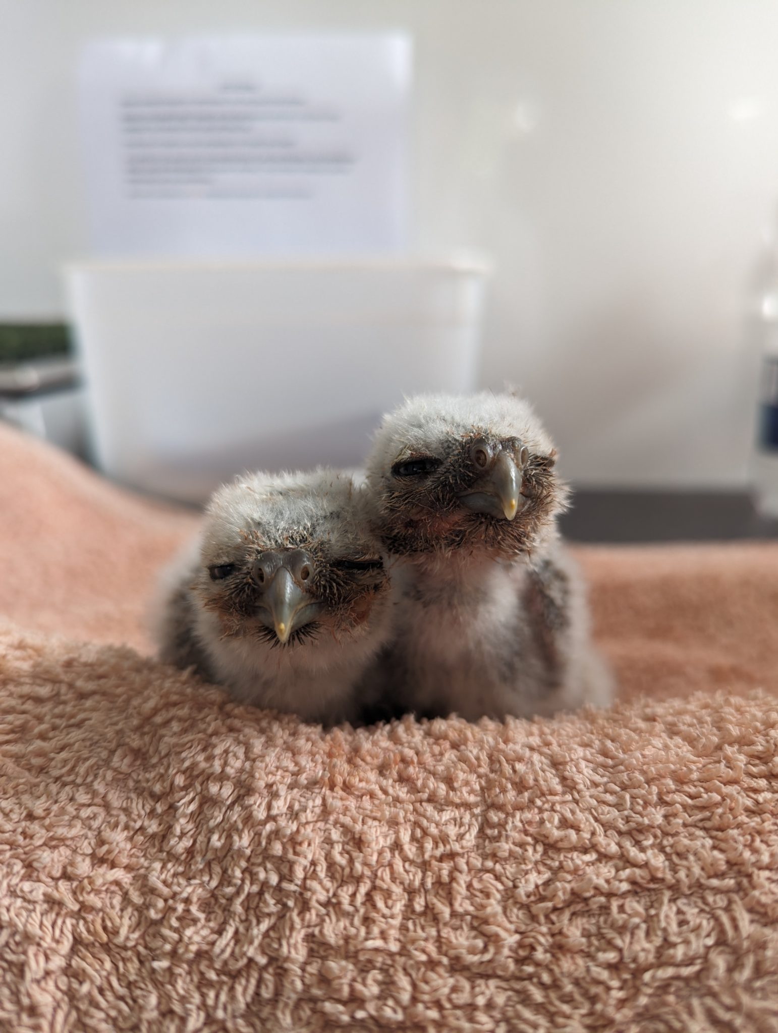 Rearing Little Owls - Hawk Conservancy Trust - Hawk Conservancy Trust