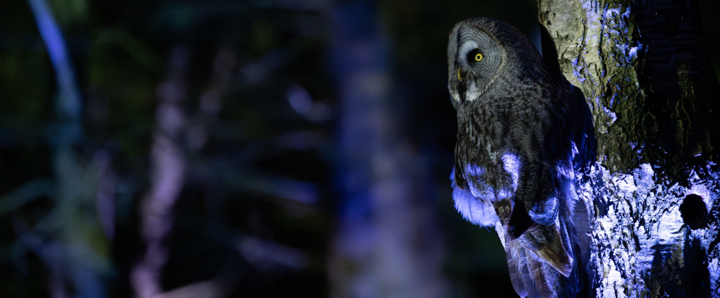 Wildlife day out in Hampshire, birds of prey conservation at the Hawk ...