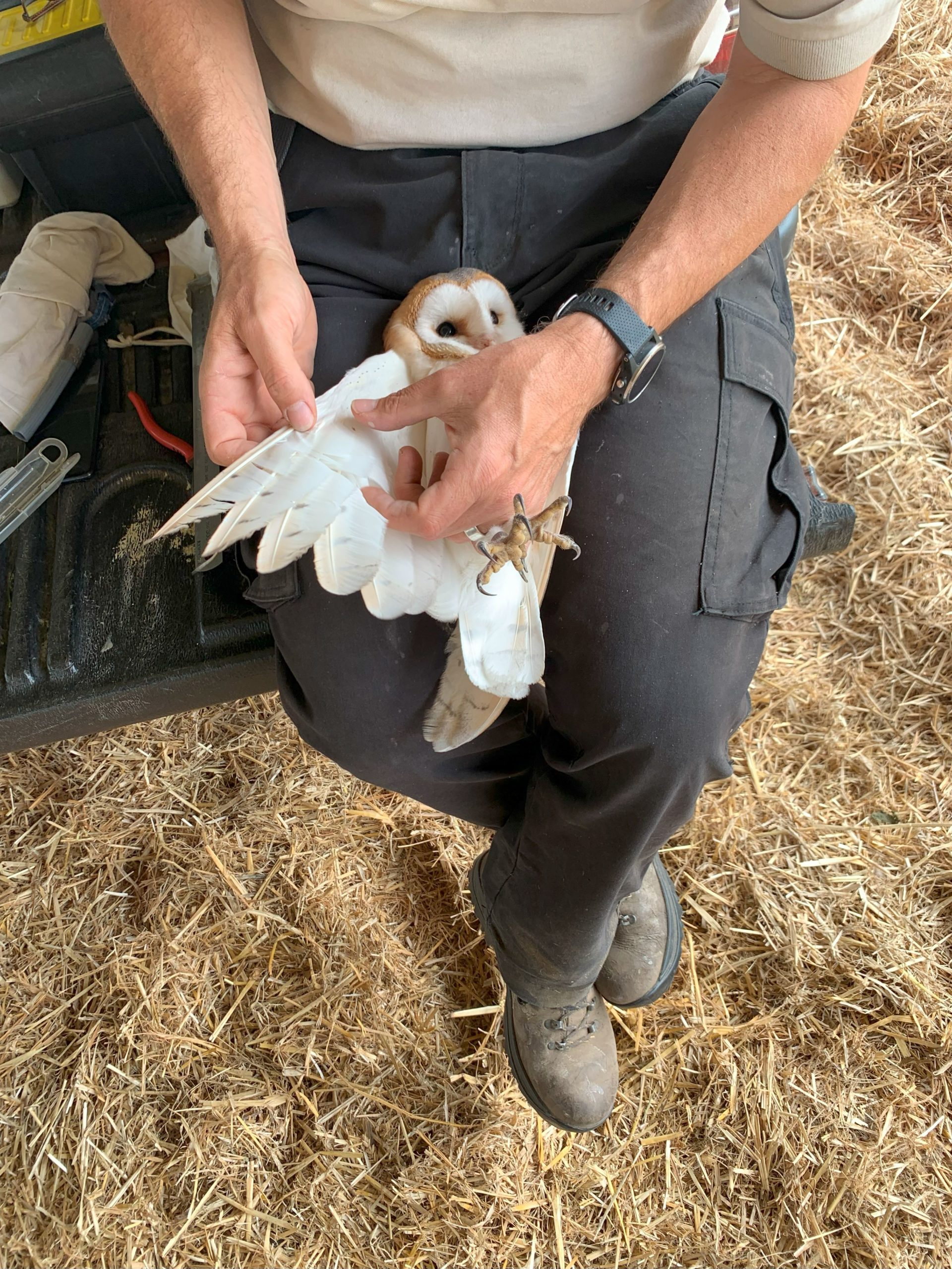 Owl Awareness Day 2024 - Hawk Conservancy Trust - Hawk Conservancy Trust