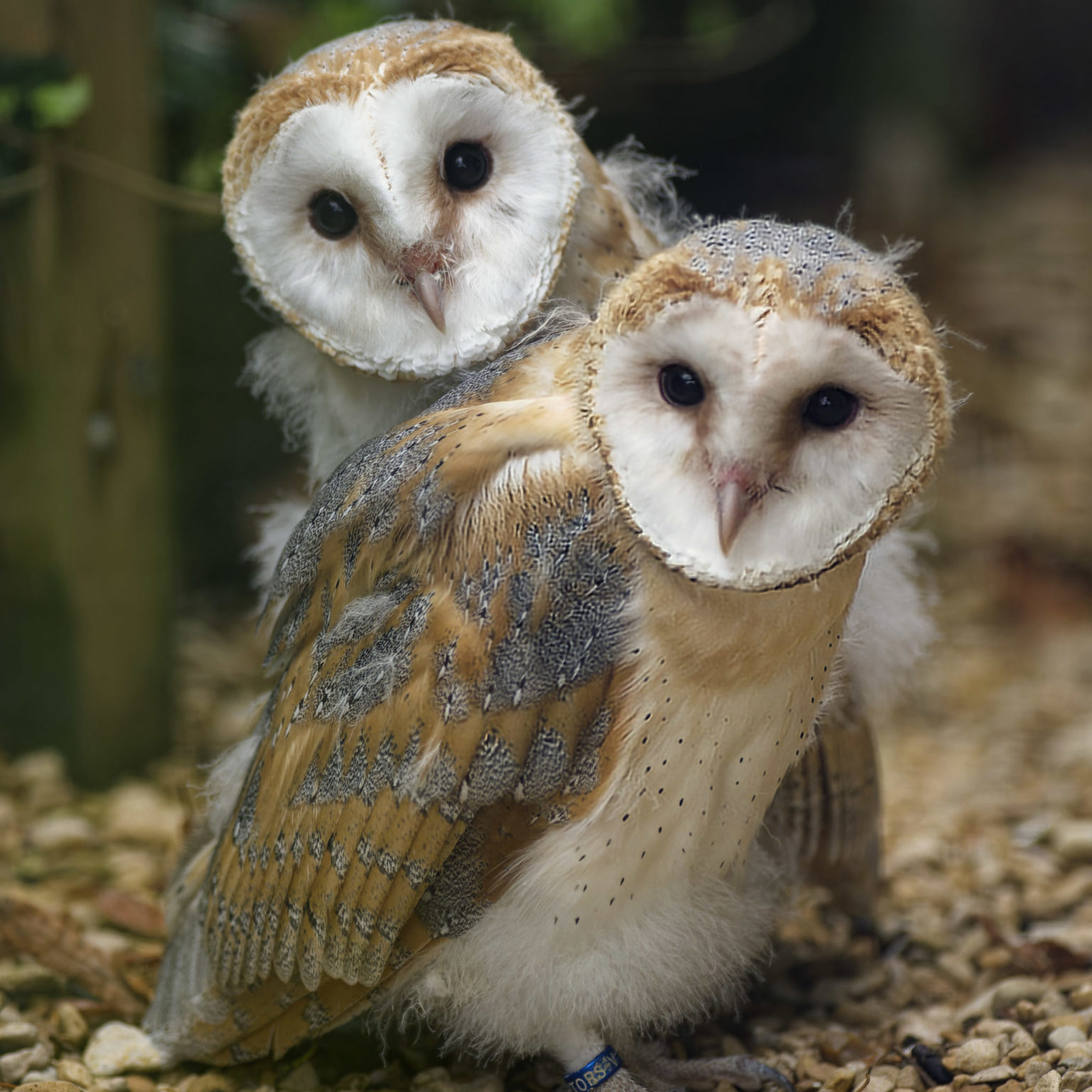 Life’s a hoot for new recruits - Hawk Conservancy Trust - Hawk ...