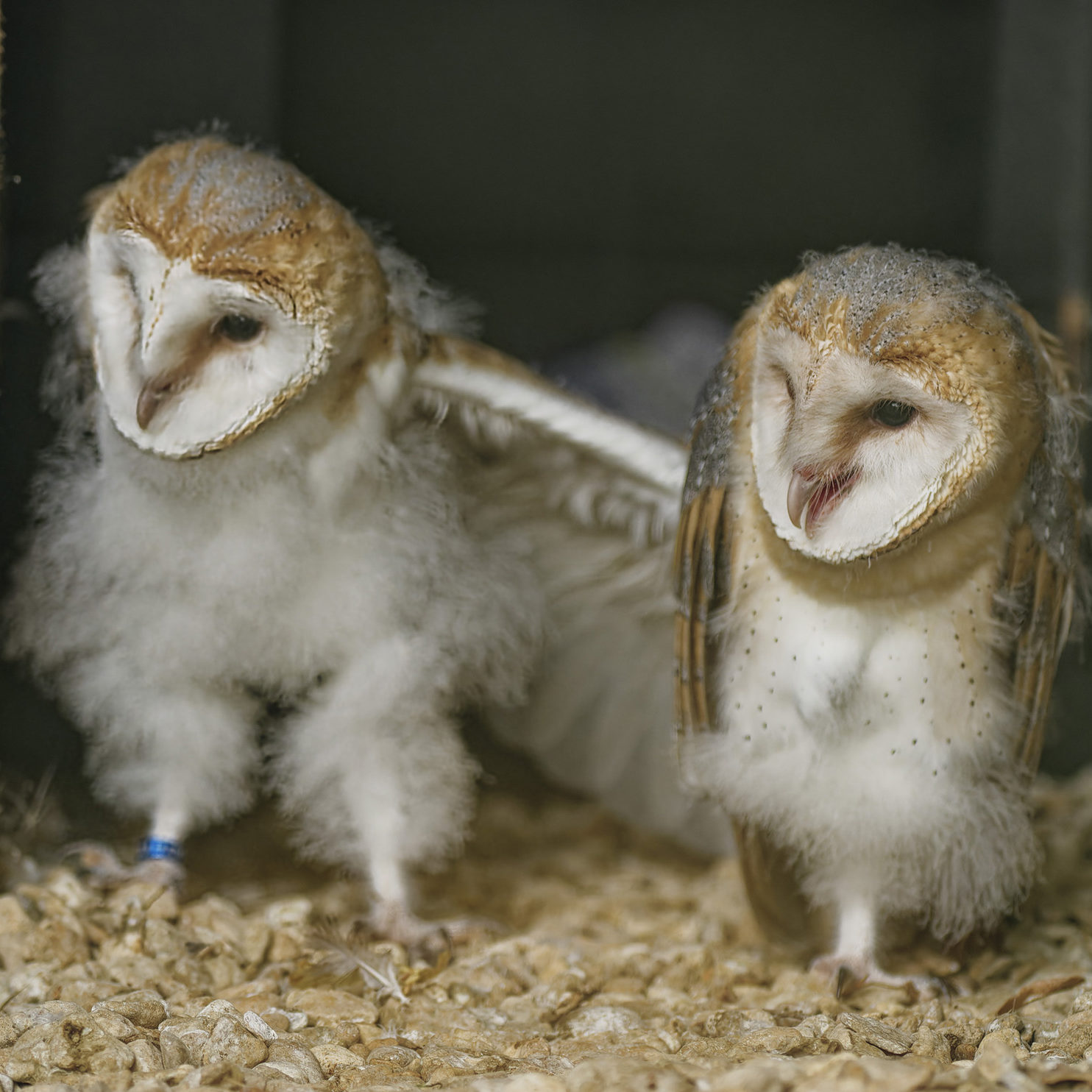 Life’s a hoot for new recruits - Hawk Conservancy Trust - Hawk ...