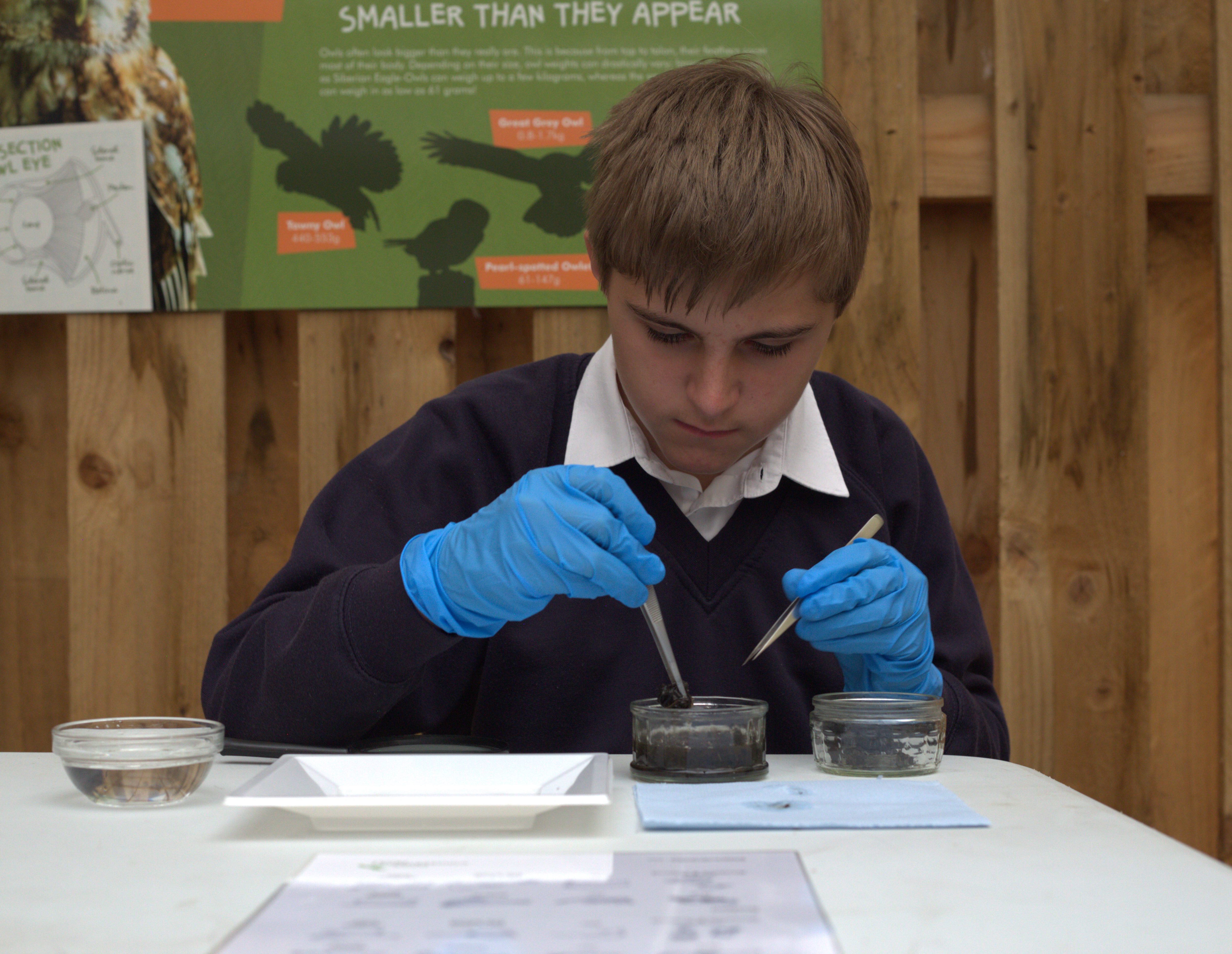 Owl Pellet Dissection School Workshop - Hawk Conservancy Trust