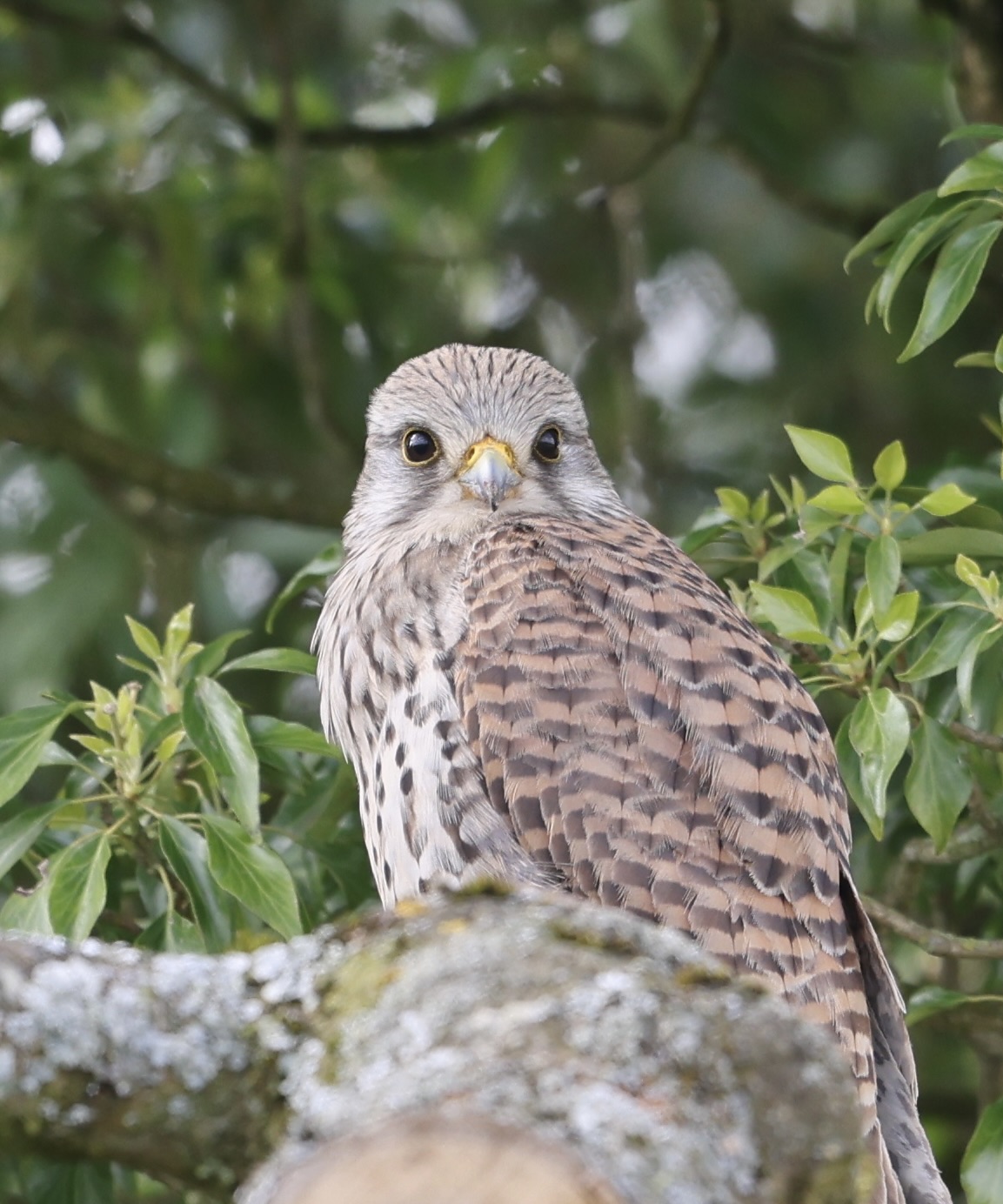 National Nest Box Week - Hawk Conservancy Trust - Hawk Conservancy Trust