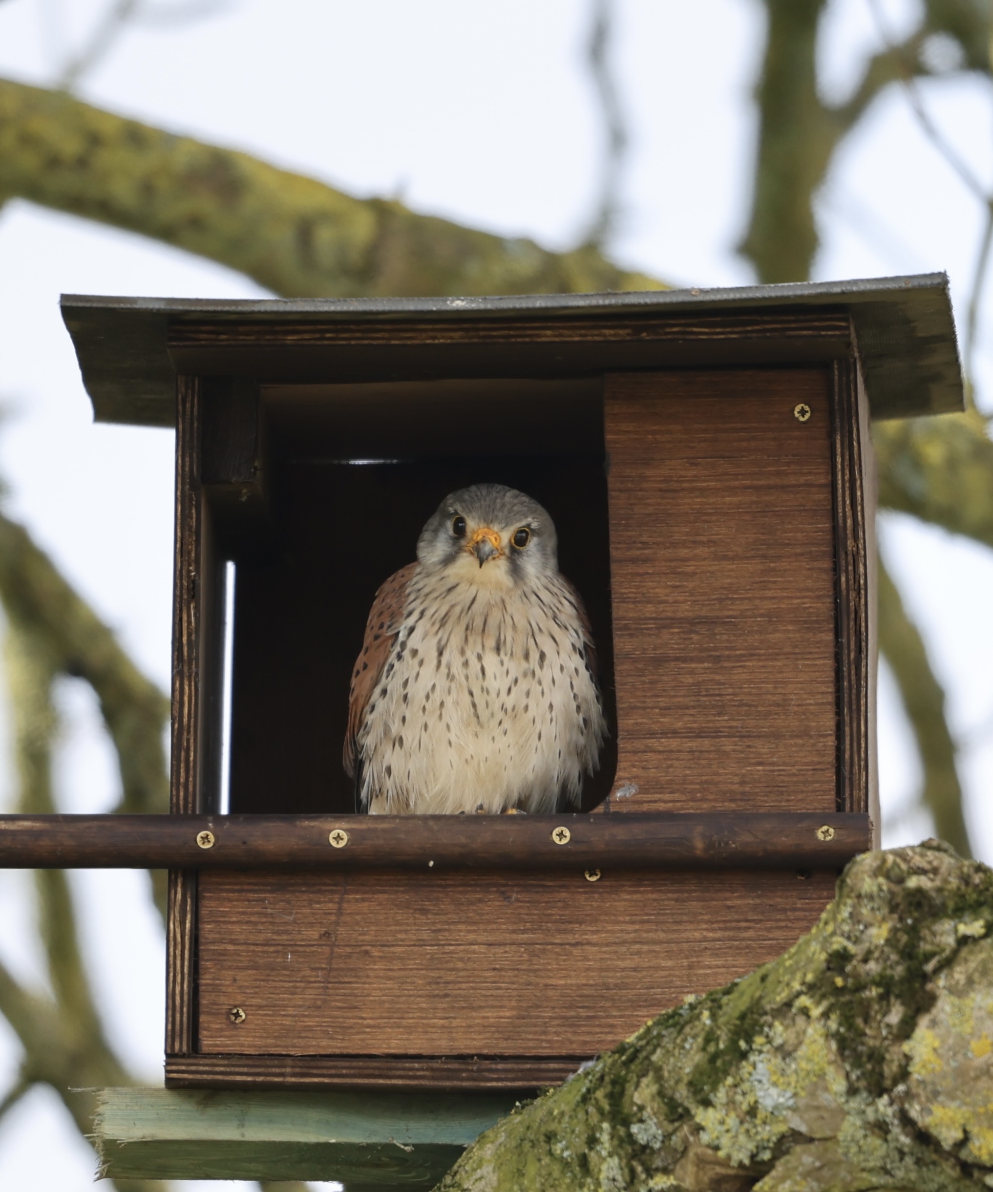 National Nest Box Week - Hawk Conservancy Trust - Hawk Conservancy Trust