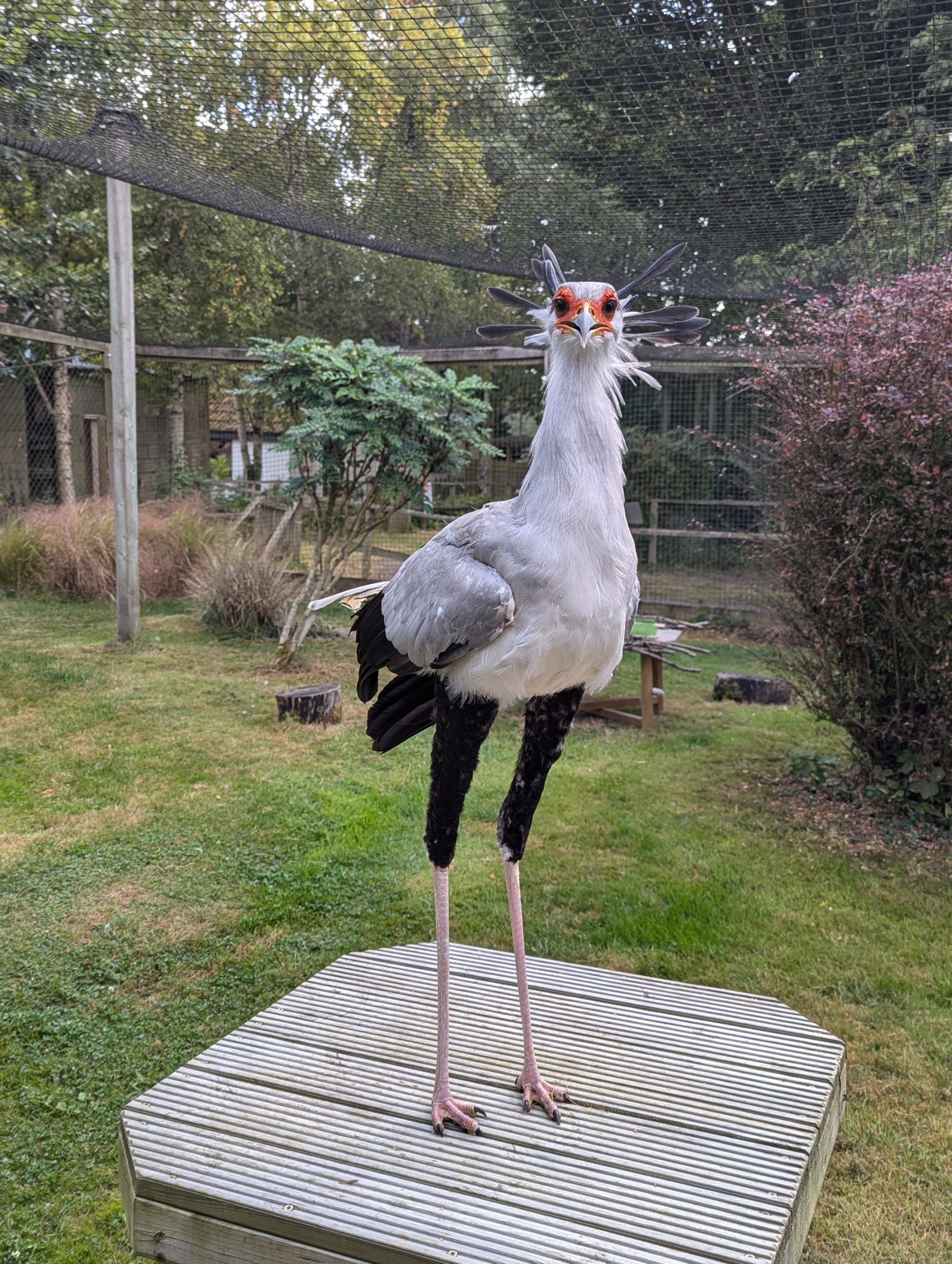 Working with our birds over winter - Hawk Conservancy Trust - Hawk ...