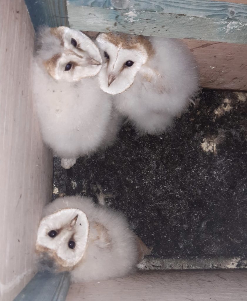 National Nest Box Week - Hawk Conservancy Trust - Hawk Conservancy Trust