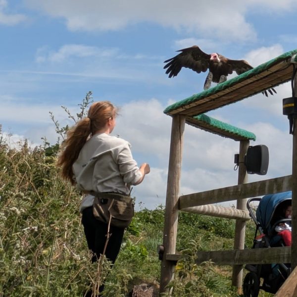 Meet Aderyn - Hawk Conservancy Trust - Hawk Conservancy Trust