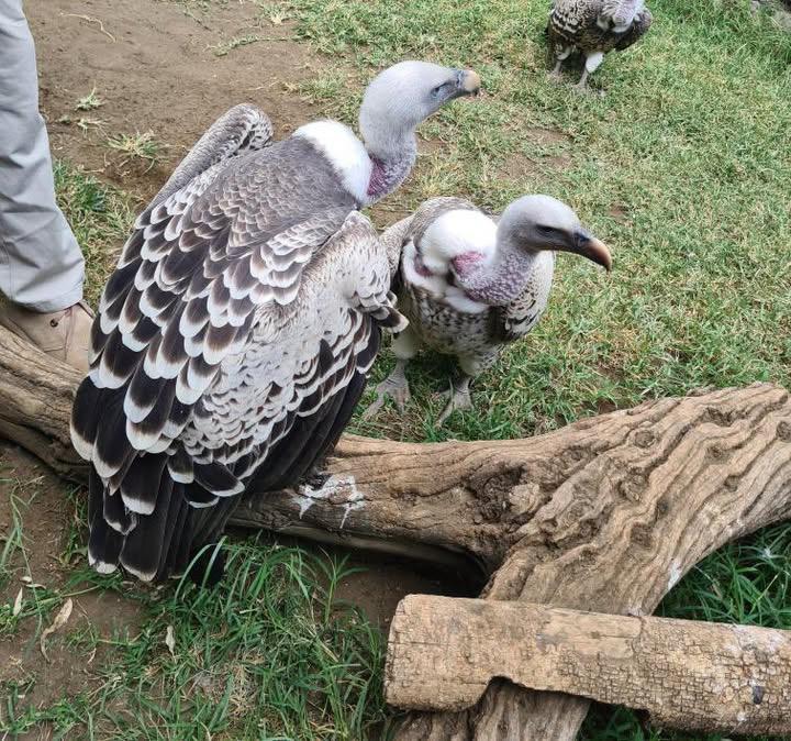An update from Kenya - Hawk Conservancy Trust - Hawk Conservancy Trust
