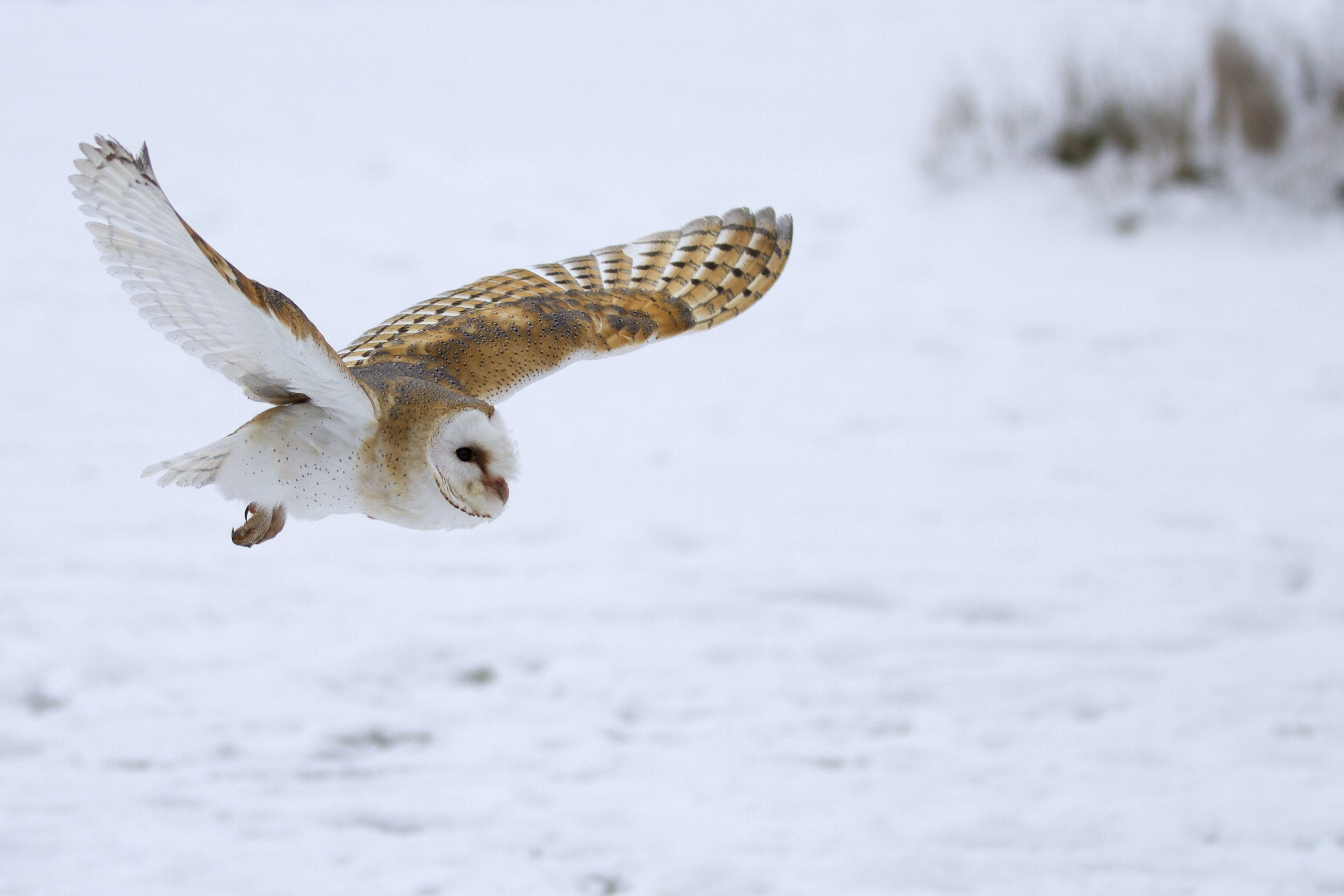 Supporting a conservation charity at Christmas - Hawk Conservancy Trust ...